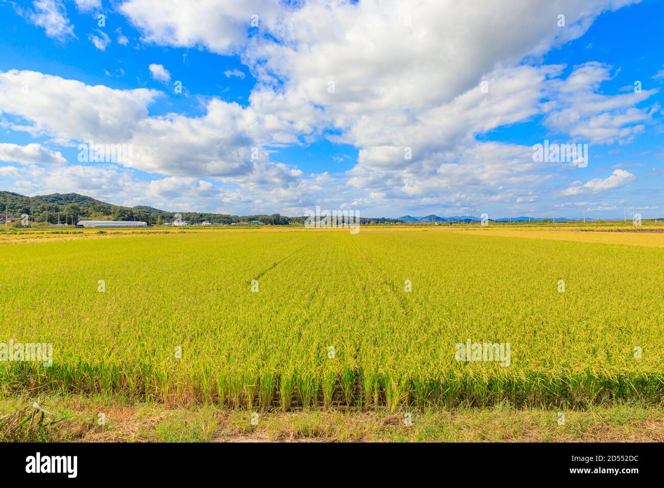 Korean traditional rice farming. Rice farming landscape in autumn. Rice ...