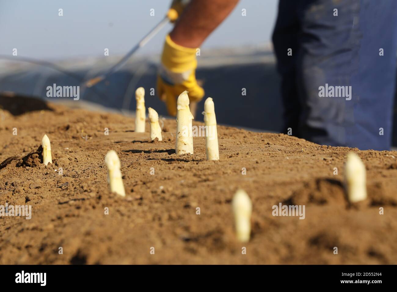 Agricultural asparagus harvest Stock Photo - Alamy