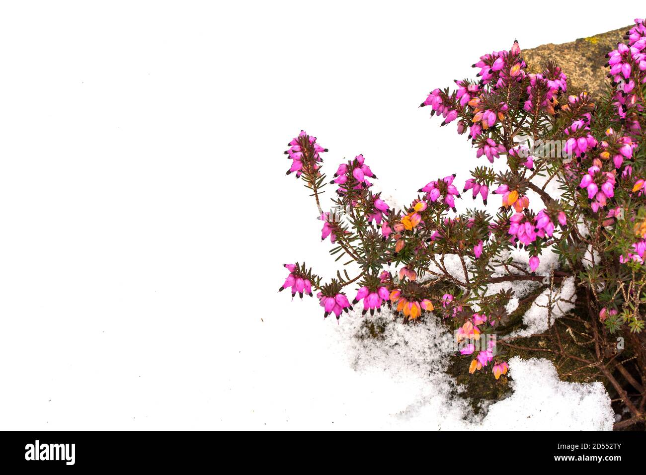 Heather rockery hi-res stock photography and images - Alamy