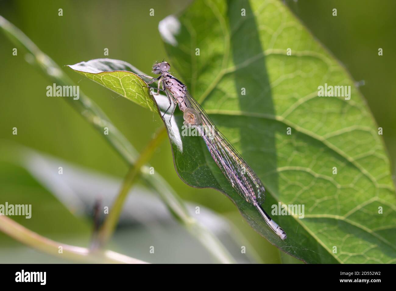 Newly emerged Azure Damselfly - Coenagrion puella - in her natural ... Newly emerged Azure Damselfly - Coenagrion puella - in her natural ...