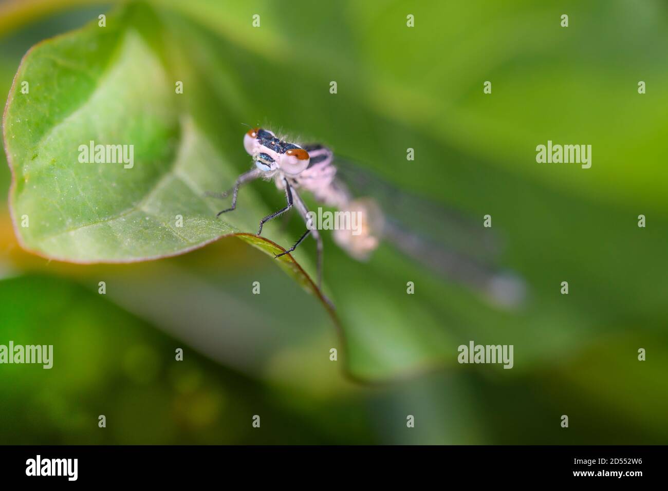 Newly emerged Azure Damselfly - Coenagrion puella - in her natural ... Newly emerged Azure Damselfly - Coenagrion puella - in her natural ...