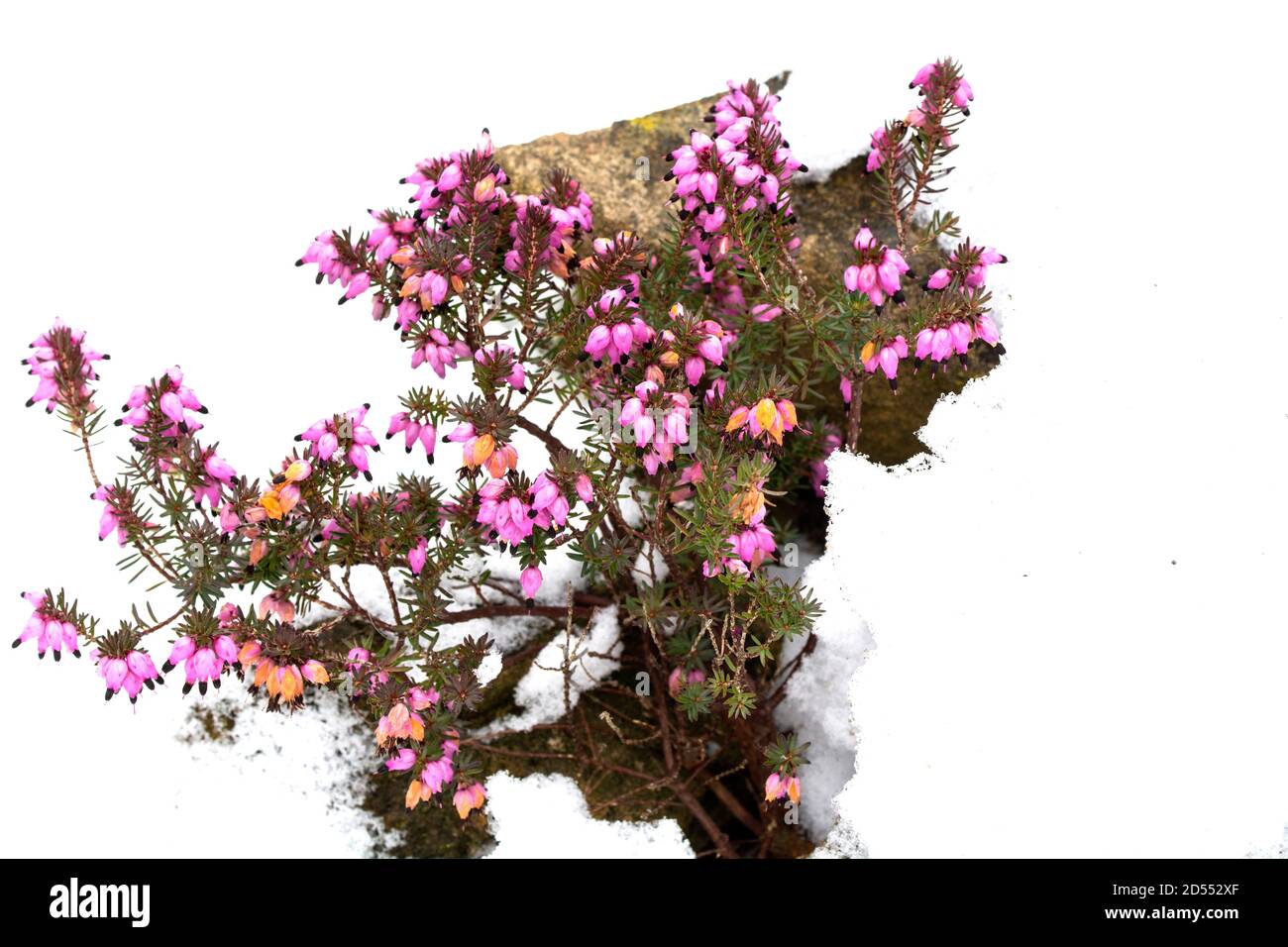 Heather rockery hi-res stock photography and images - Alamy