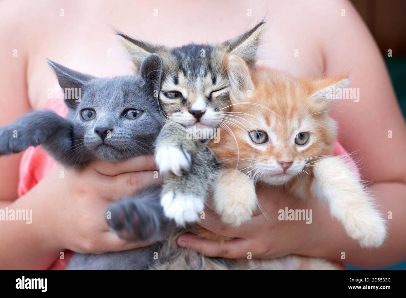 Teenage girl holding three cute kittens in her arms. Domestic animal ...
