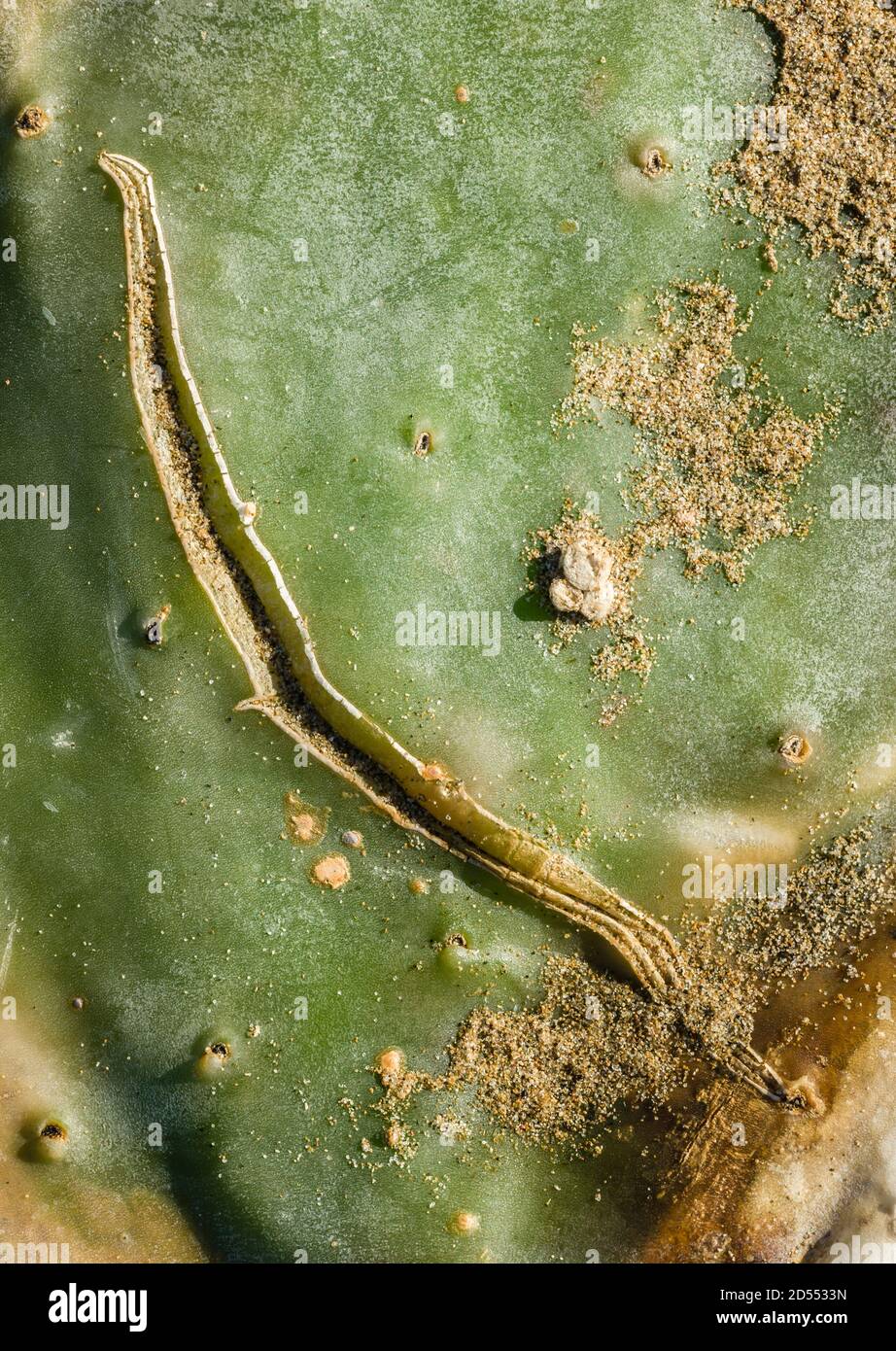 Leaf scar hi-res stock photography and images - Alamy