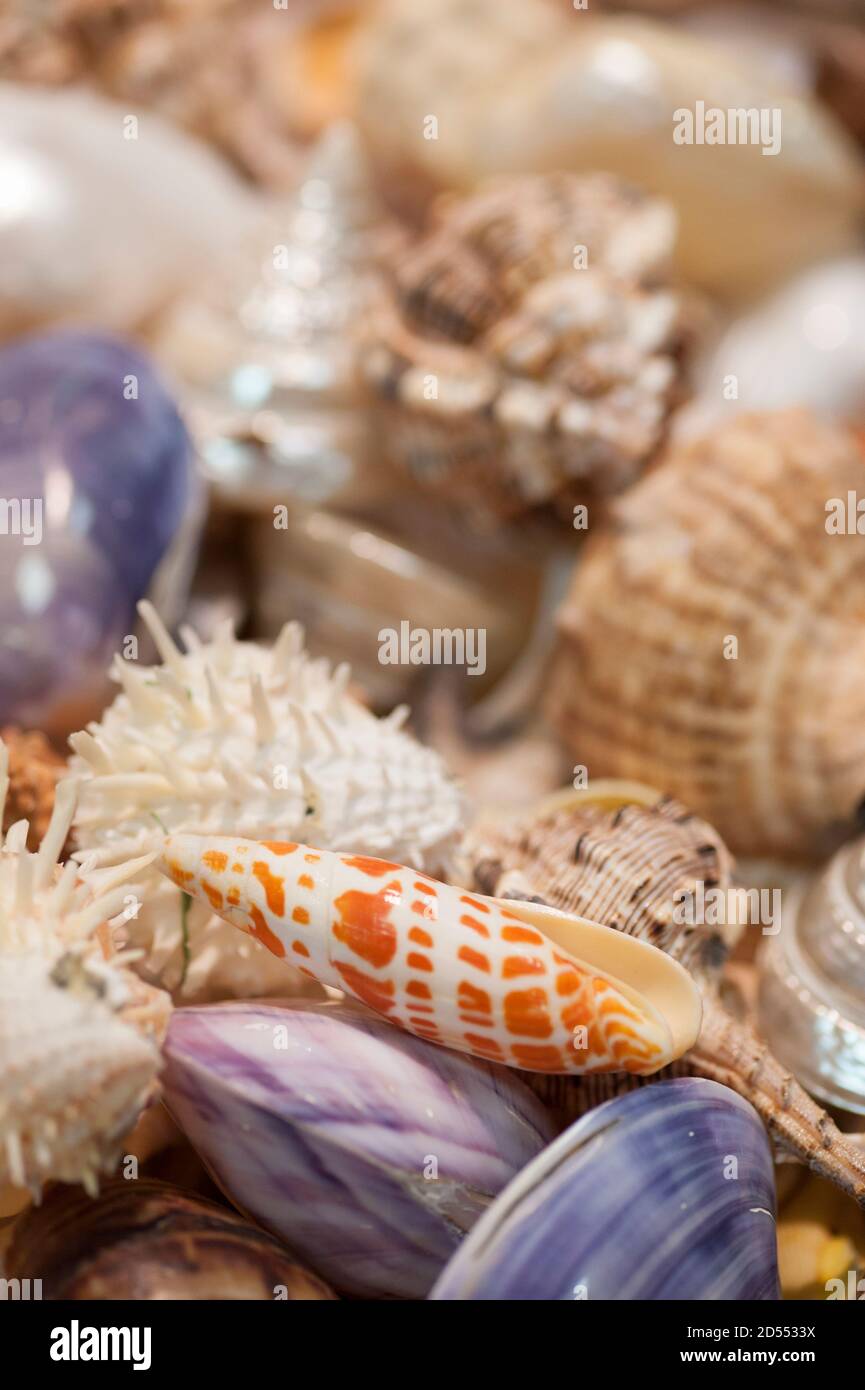 Group of tropical sea shells for collection Stock Photo - Alamy