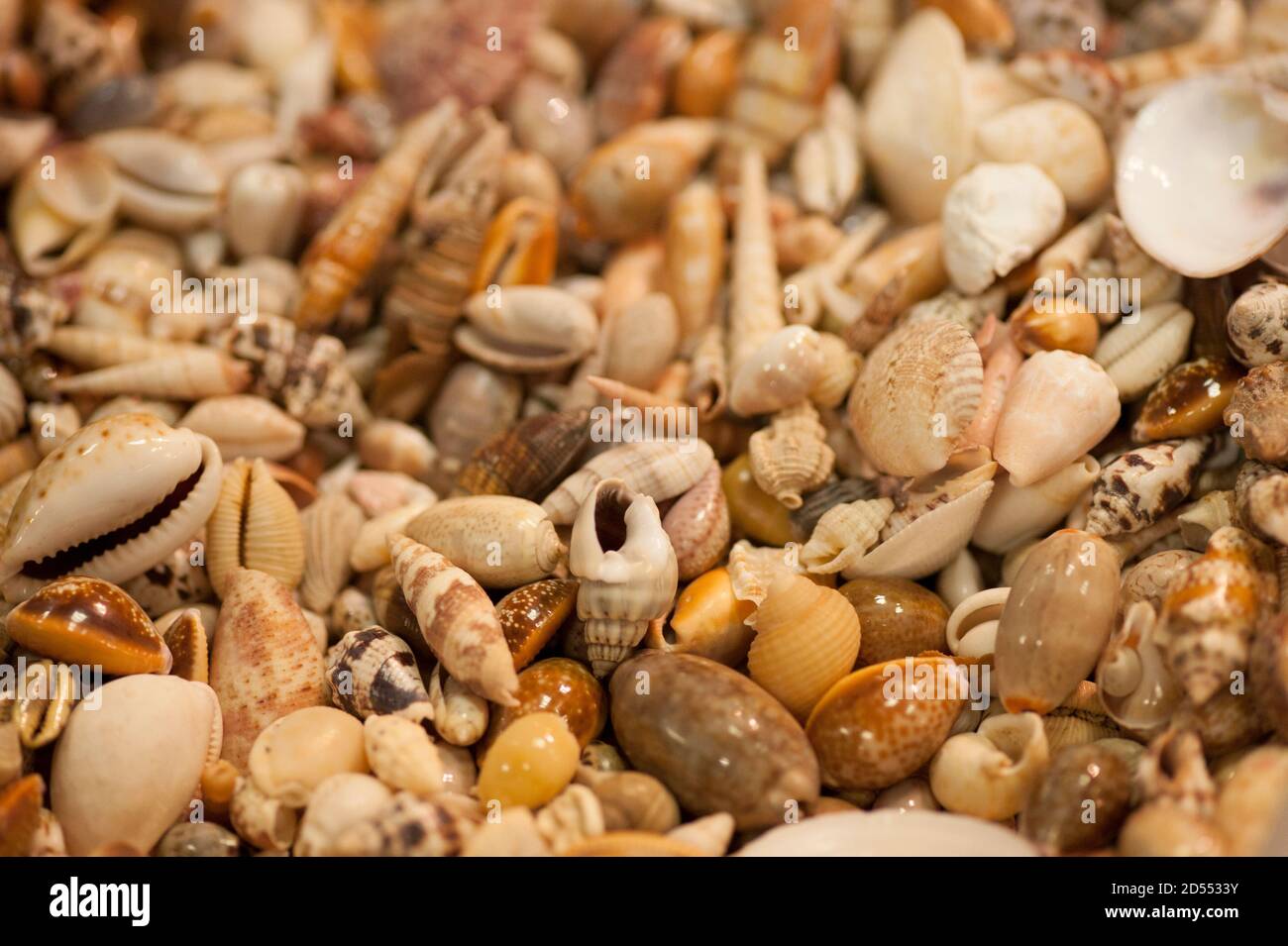 Group of tropical sea shells for collection Stock Photo - Alamy