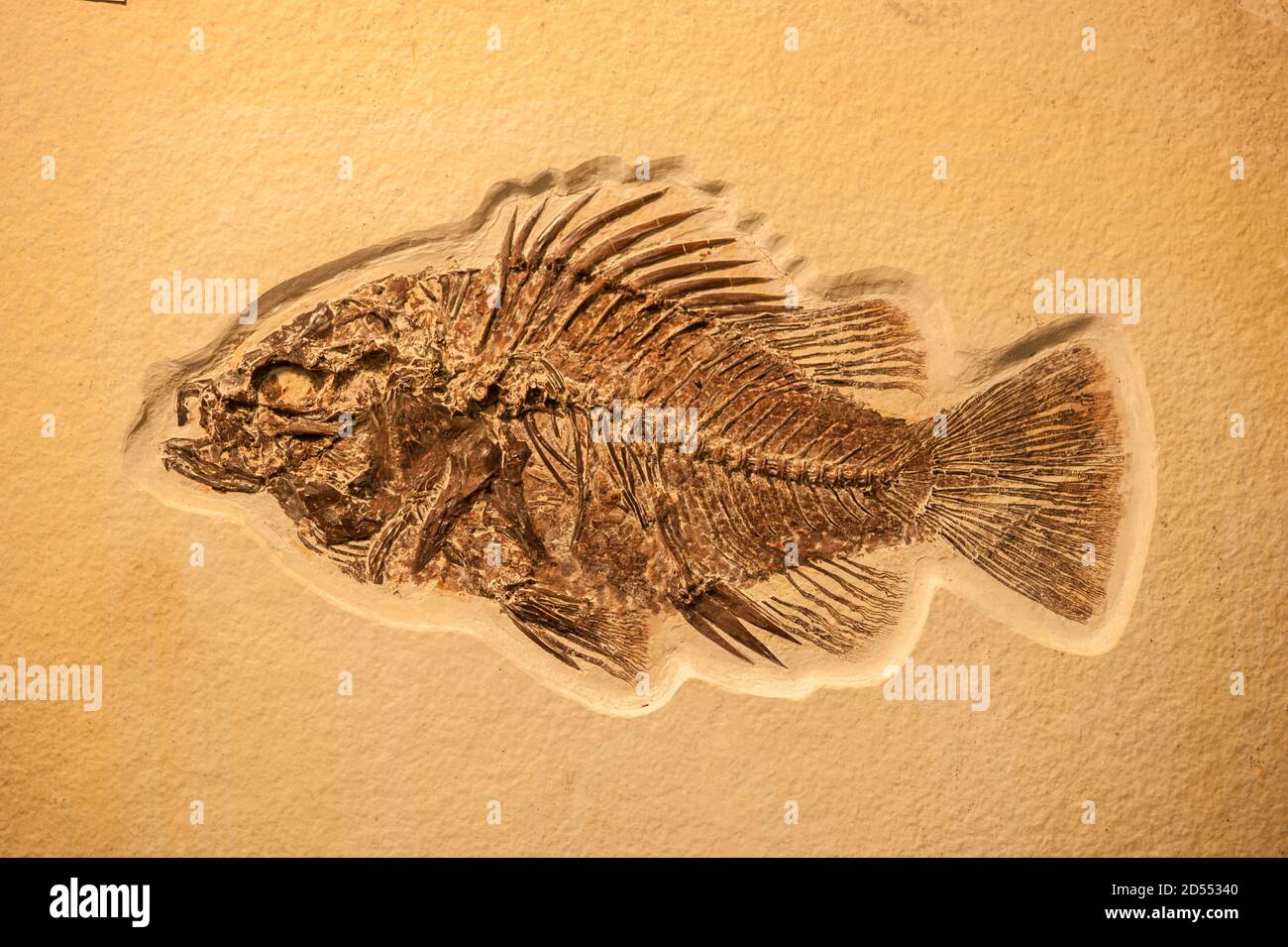 Complete fish fossil embedded in lime stone Stock Photo - Alamy