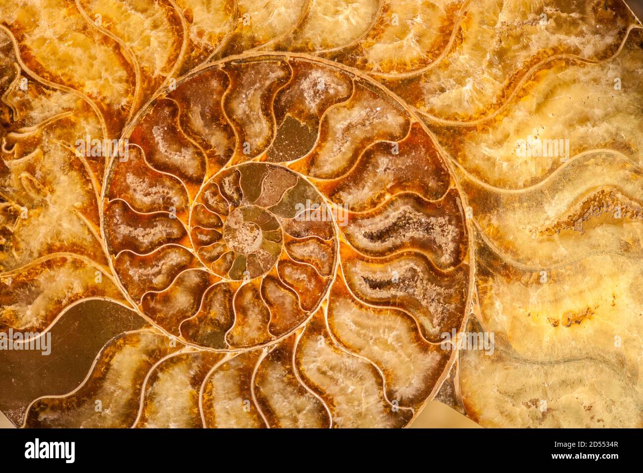 Nautilus shell fossil with cristals and minerals Stock Photo - Alamy