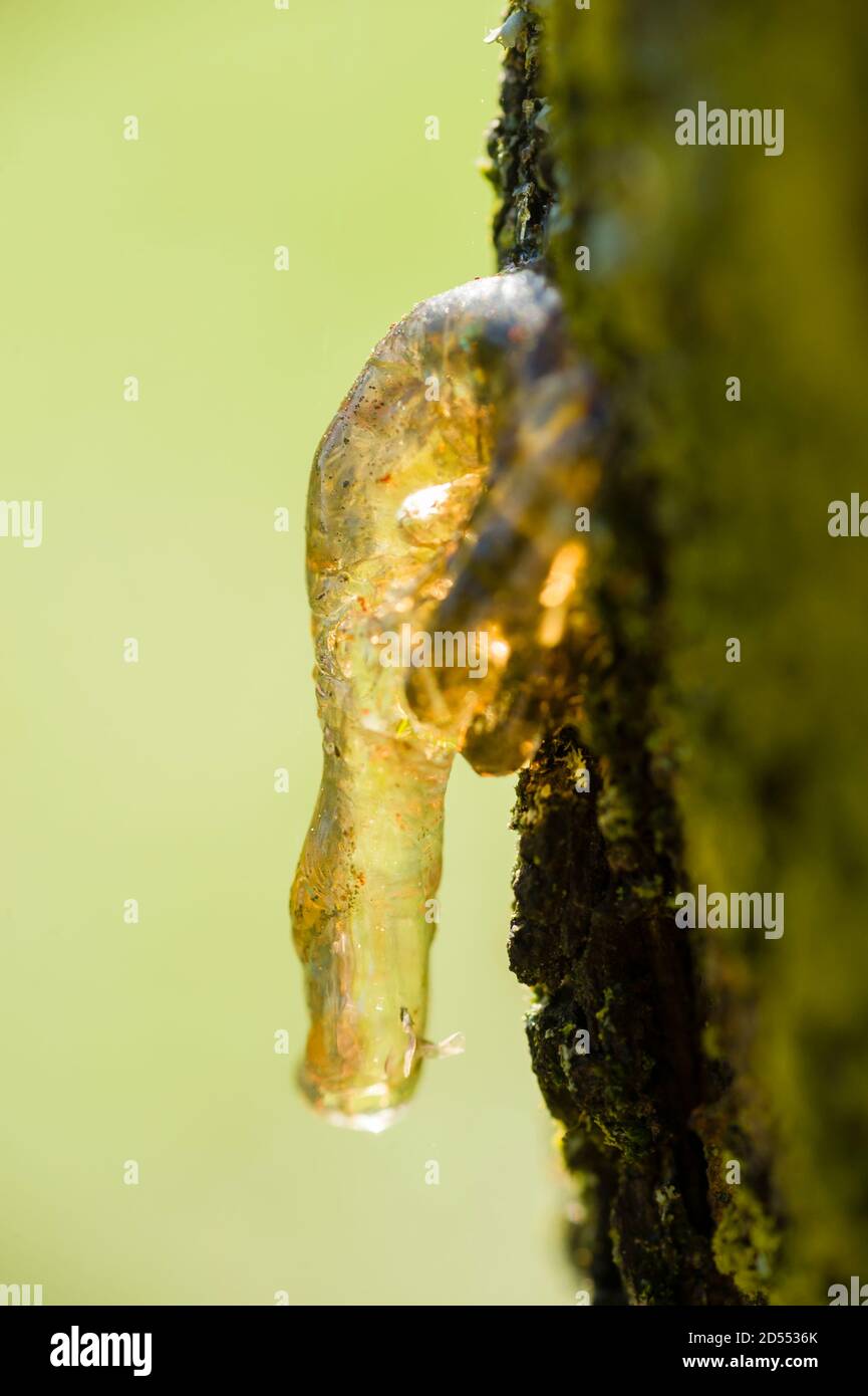 Resin coming out of a tree trunk Stock Photo - Alamy
