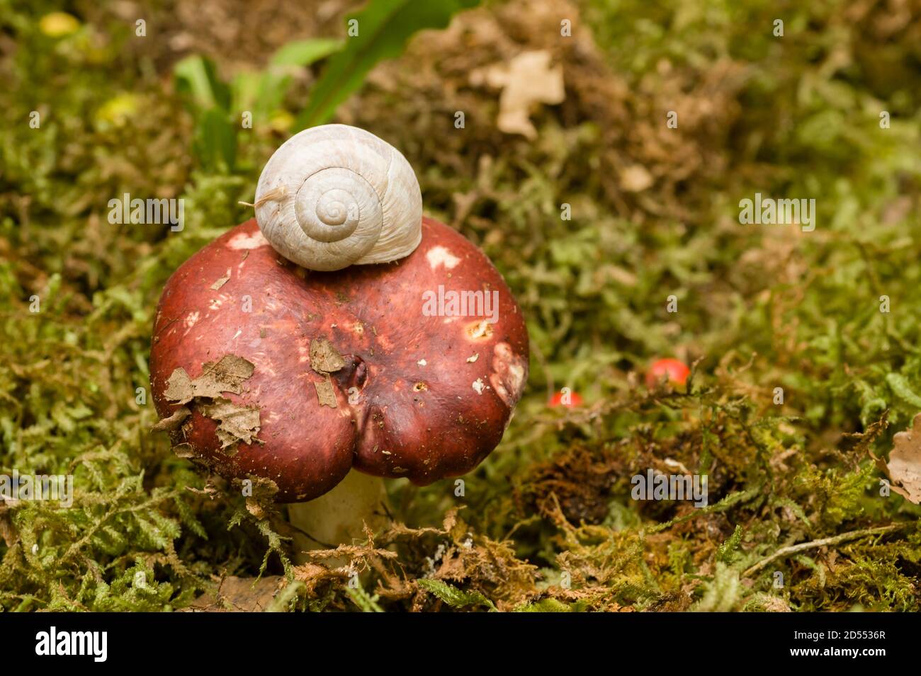 Resting spore hi-res stock photography and images - Alamy