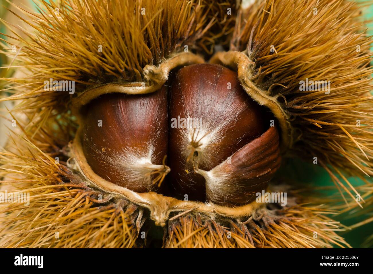 Maroon spine hi-res stock photography and images - Alamy