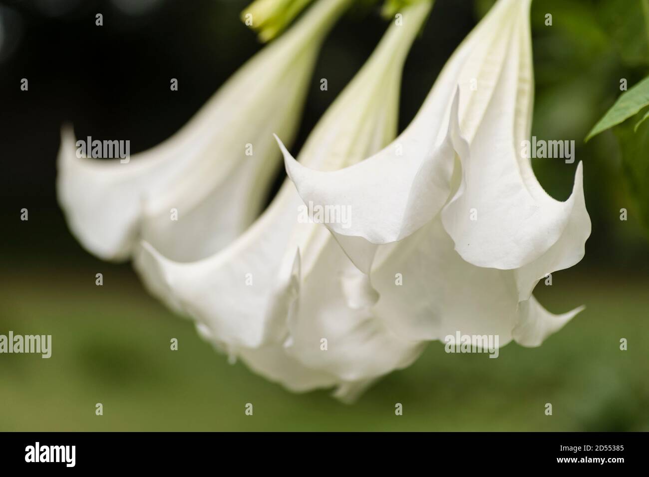 Angel trumpet flower hi-res stock photography and images - Alamy