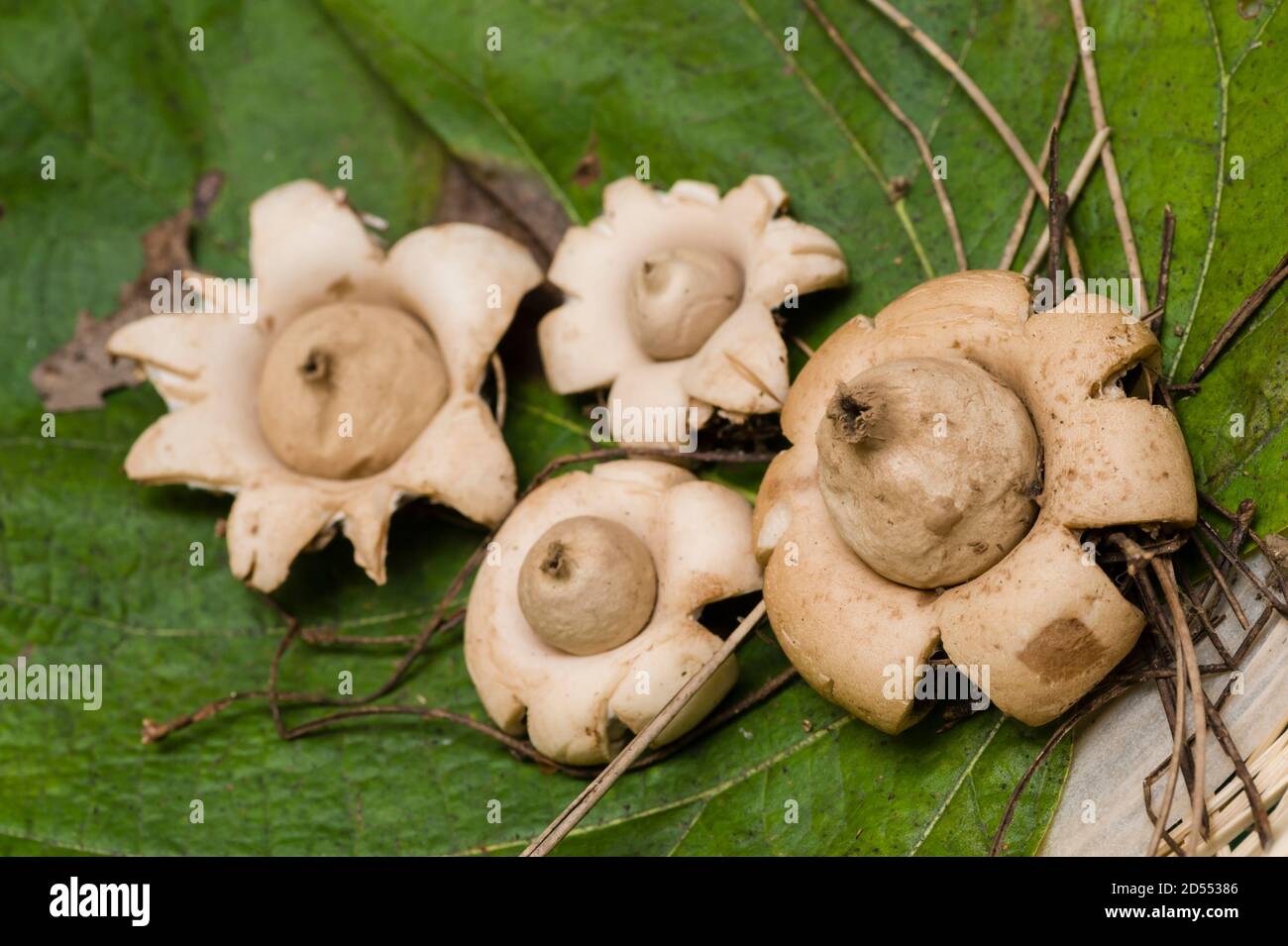 Open white Earthstar mushrooms, Geastrum, Geastraceae Stock Photo - Alamy