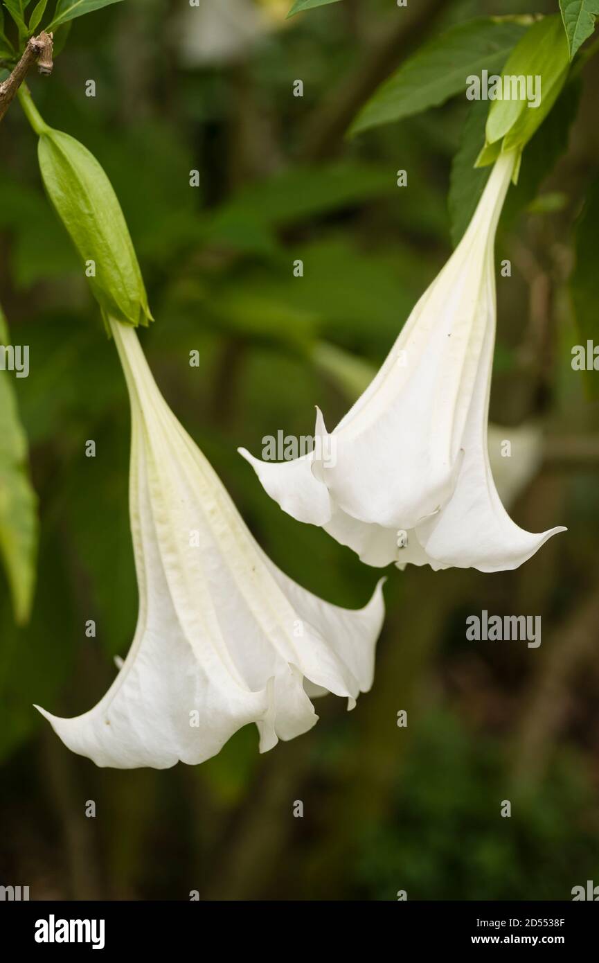 Angel trumpet flower in full bloom, Datura Stock Photo - Alamy