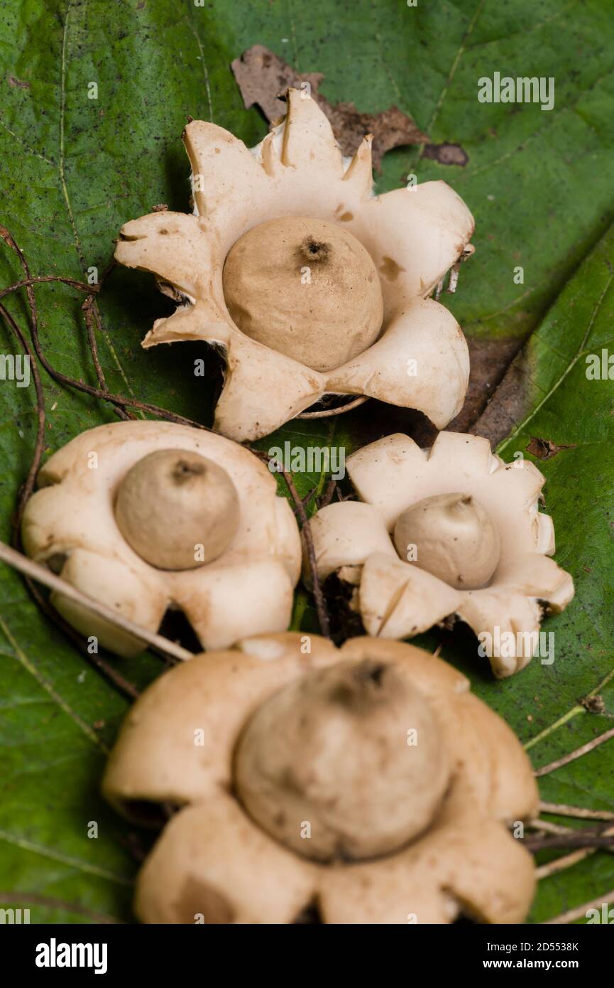 Open white Earthstar mushrooms, Geastrum, Geastraceae Stock Photo - Alamy