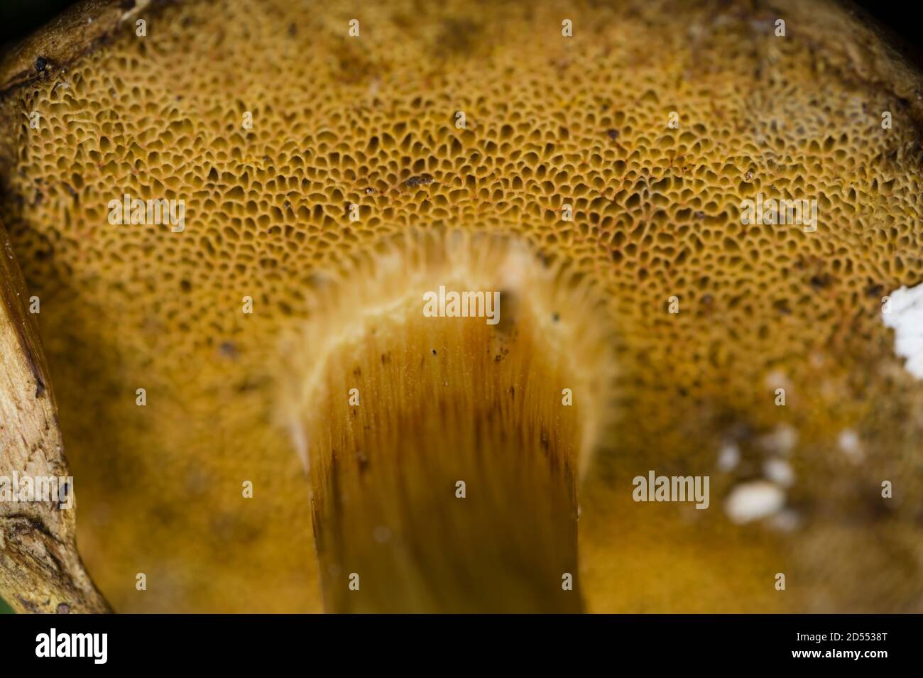 Sponge like gills under mushroom cap Stock Photo - Alamy