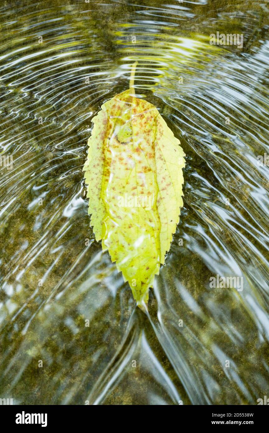 Fallen leaf on flowing water with ripples Stock Photo - Alamy