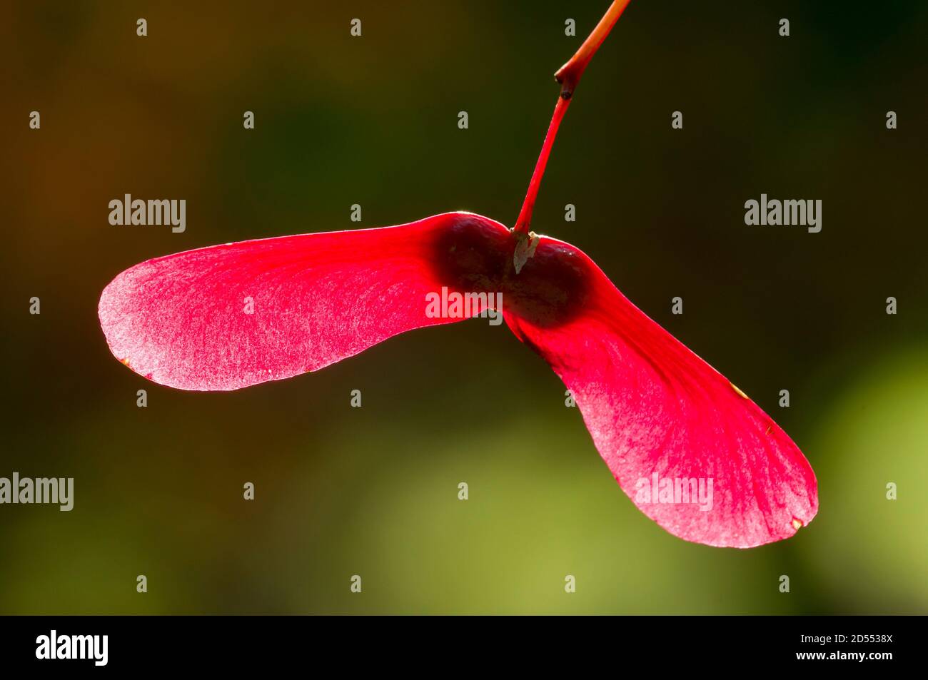 Winged seed of maple tree in autumn Stock Photo - Alamy