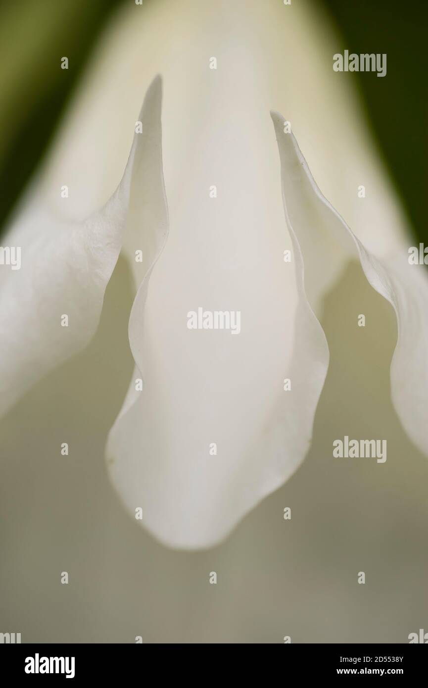 Angel trumpet flower hi-res stock photography and images - Alamy