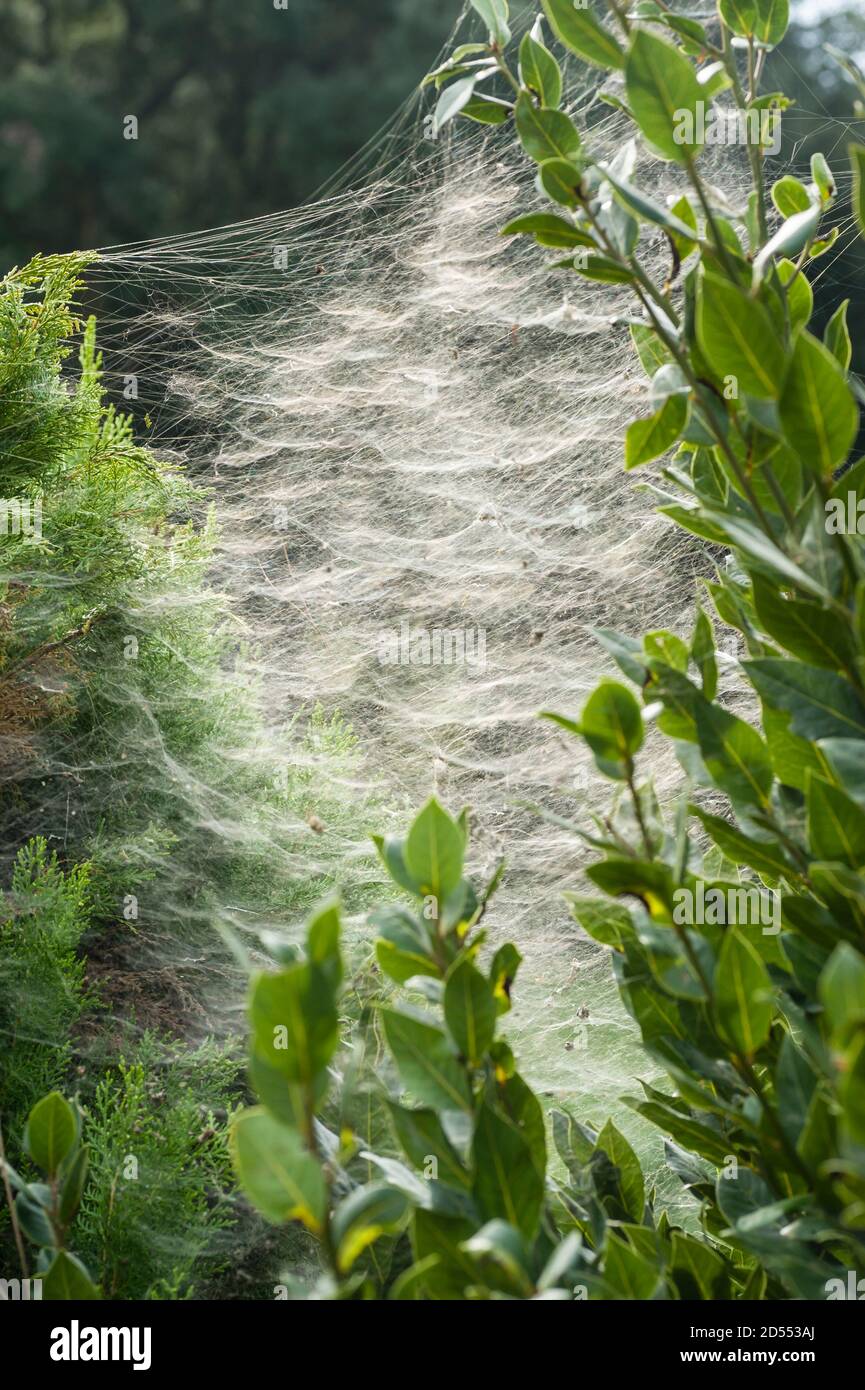Large collaborative spider web construction Stock Photo - Alamy