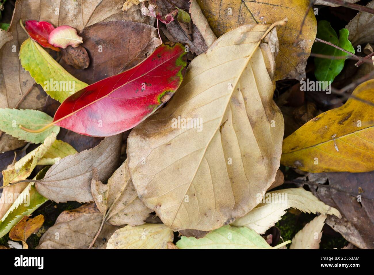 Fallen dead leaves of many colors in Autumn Stock Photo - Alamy