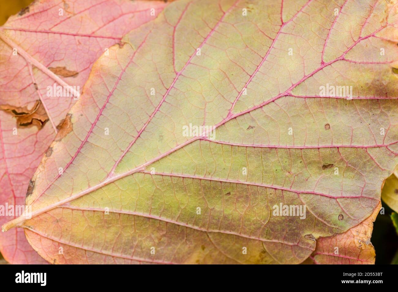 Fallen dead leaves of many colors in Autumn Stock Photo - Alamy