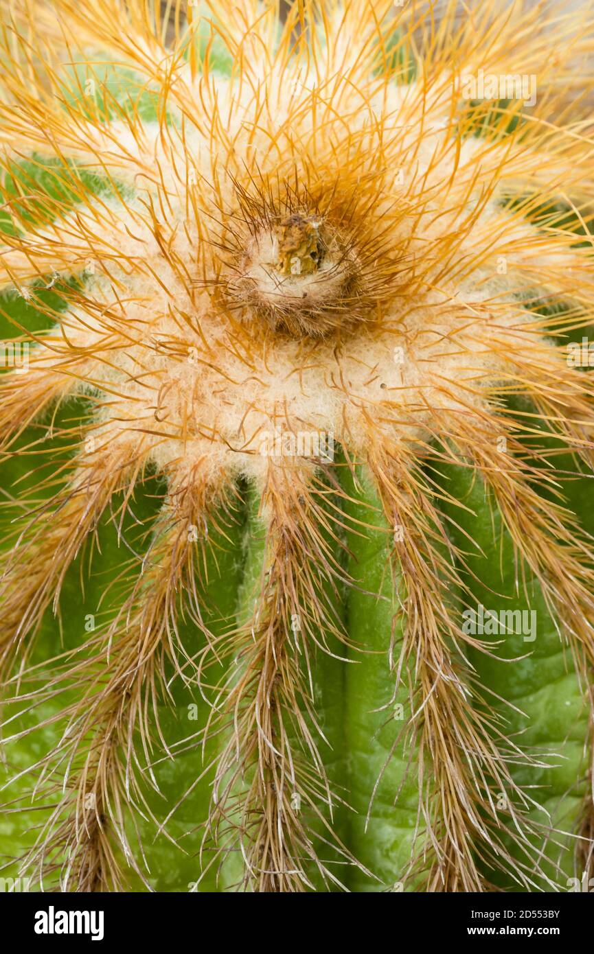 Detail of the head of a thorny cactus Stock Photo - Alamy