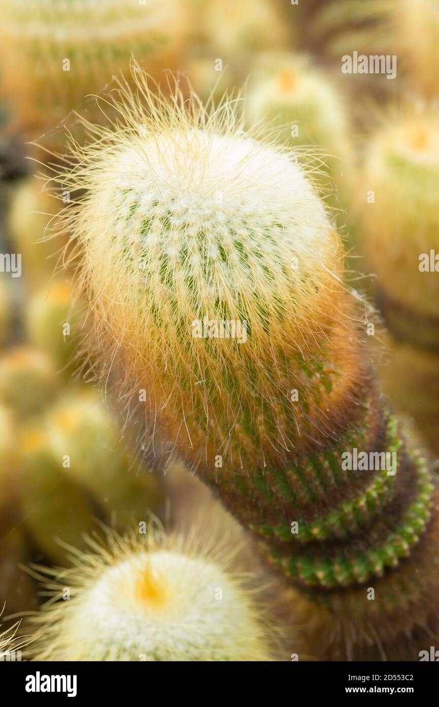 Parodia leninghausii cactus hi-res stock photography and images - Alamy