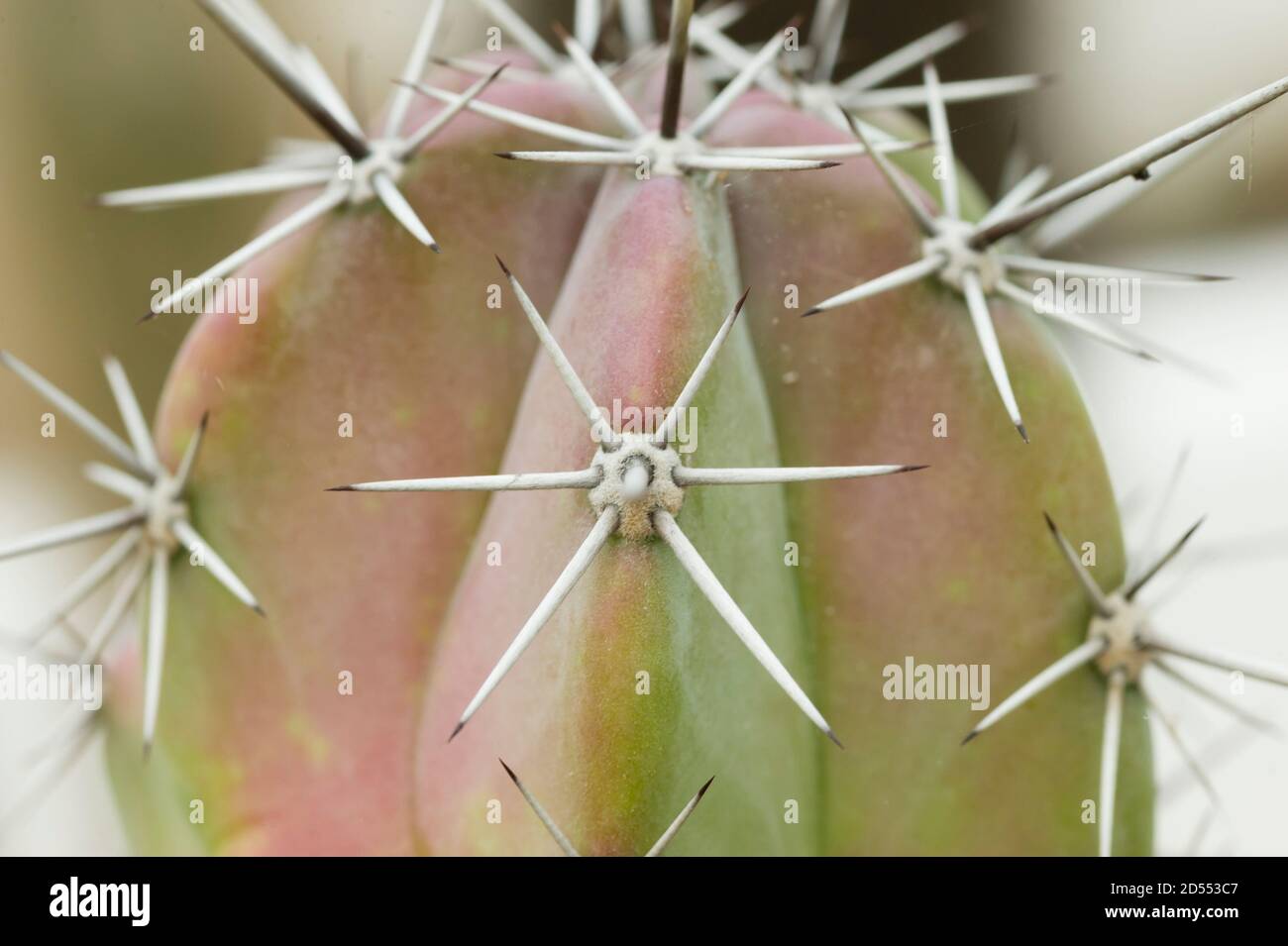 Detail of the sharp thorns of a cactus plant Stock Photo - Alamy