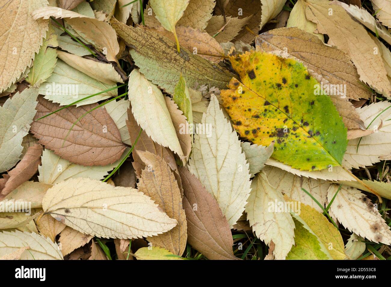 Fallen dead leaves of many colors in Autumn Stock Photo - Alamy