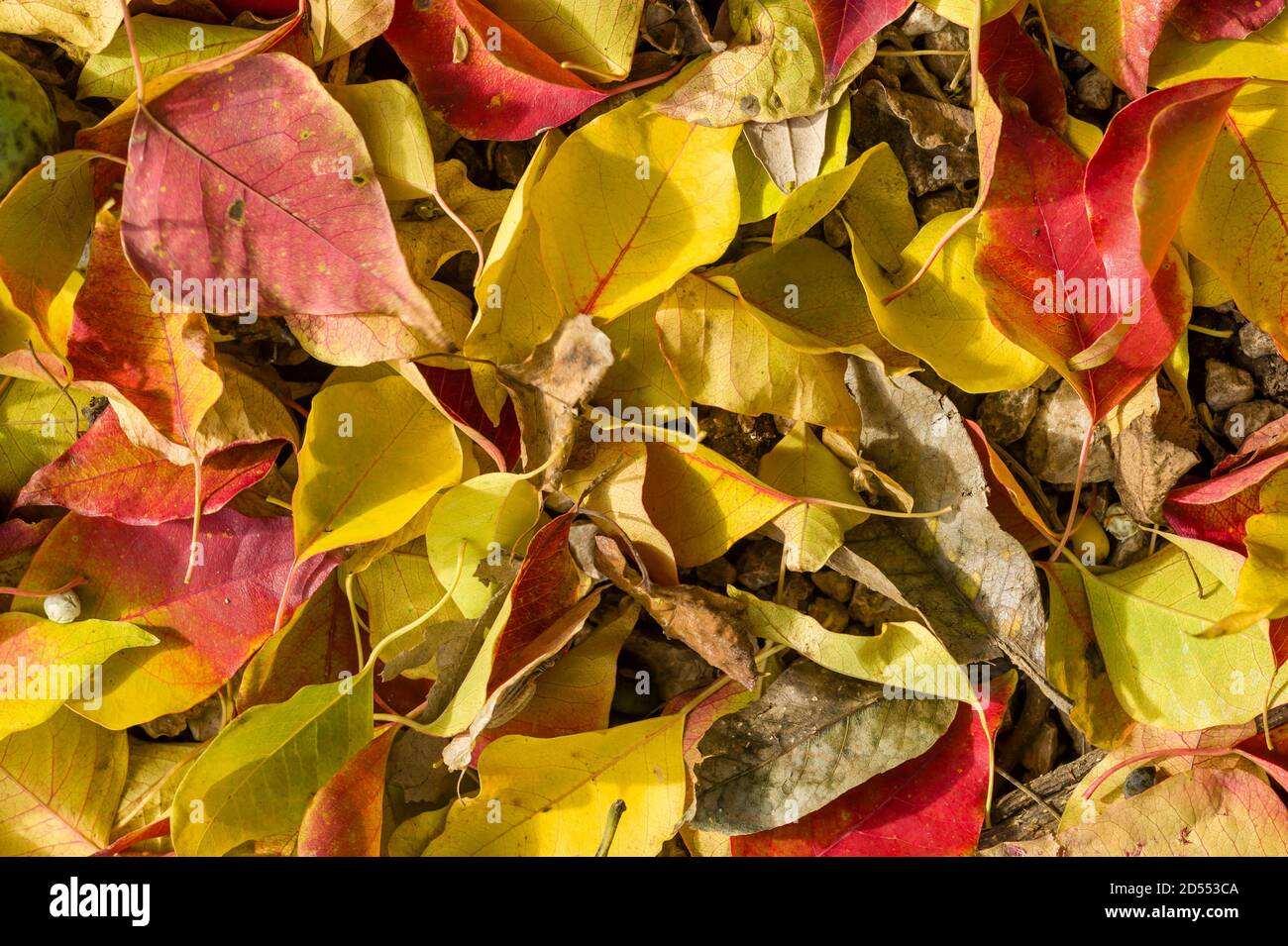 Fallen dead leaves of many colors in Autumn Stock Photo - Alamy