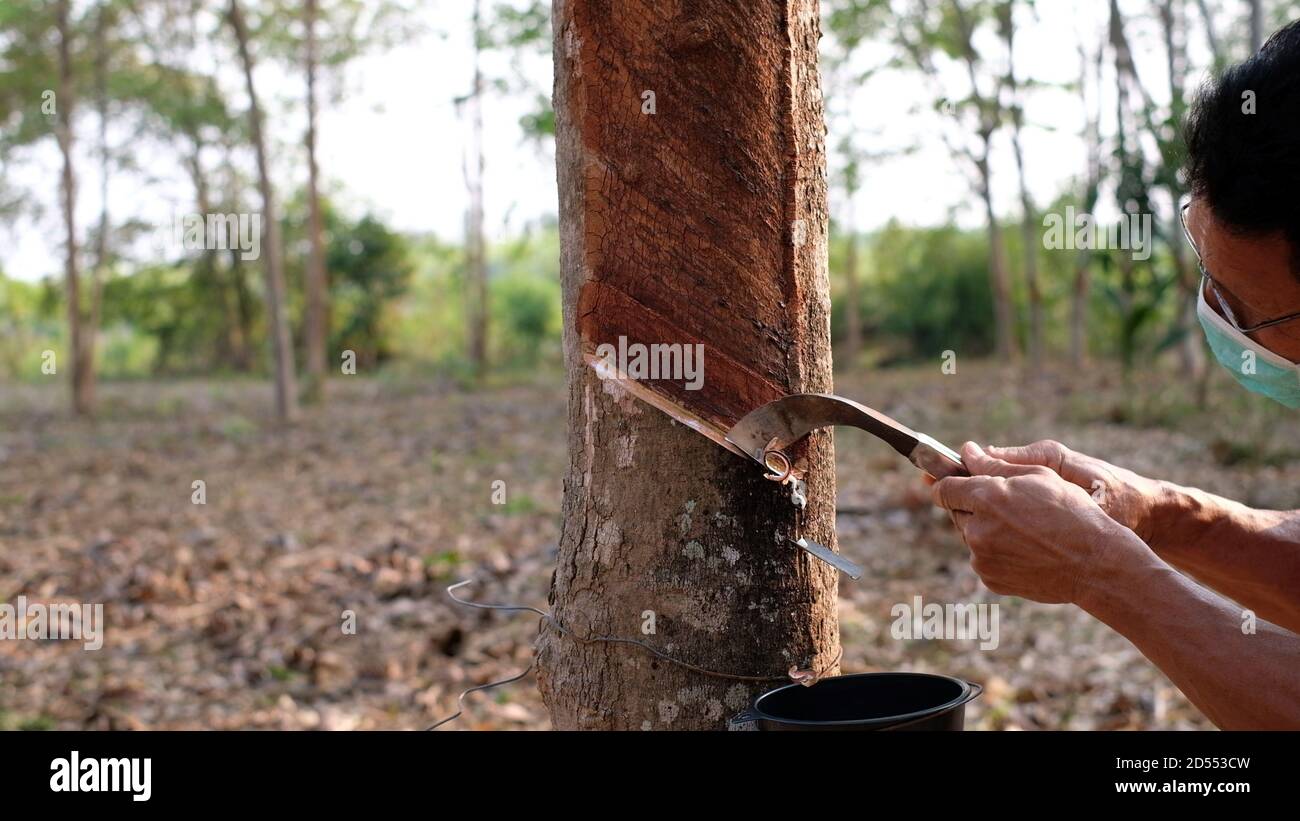 Portrait gardener man tapping latex from a rubber tree form Thailand ...