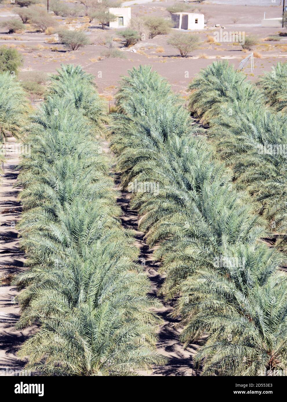 Arabian date trees hi-res stock photography and images - Alamy