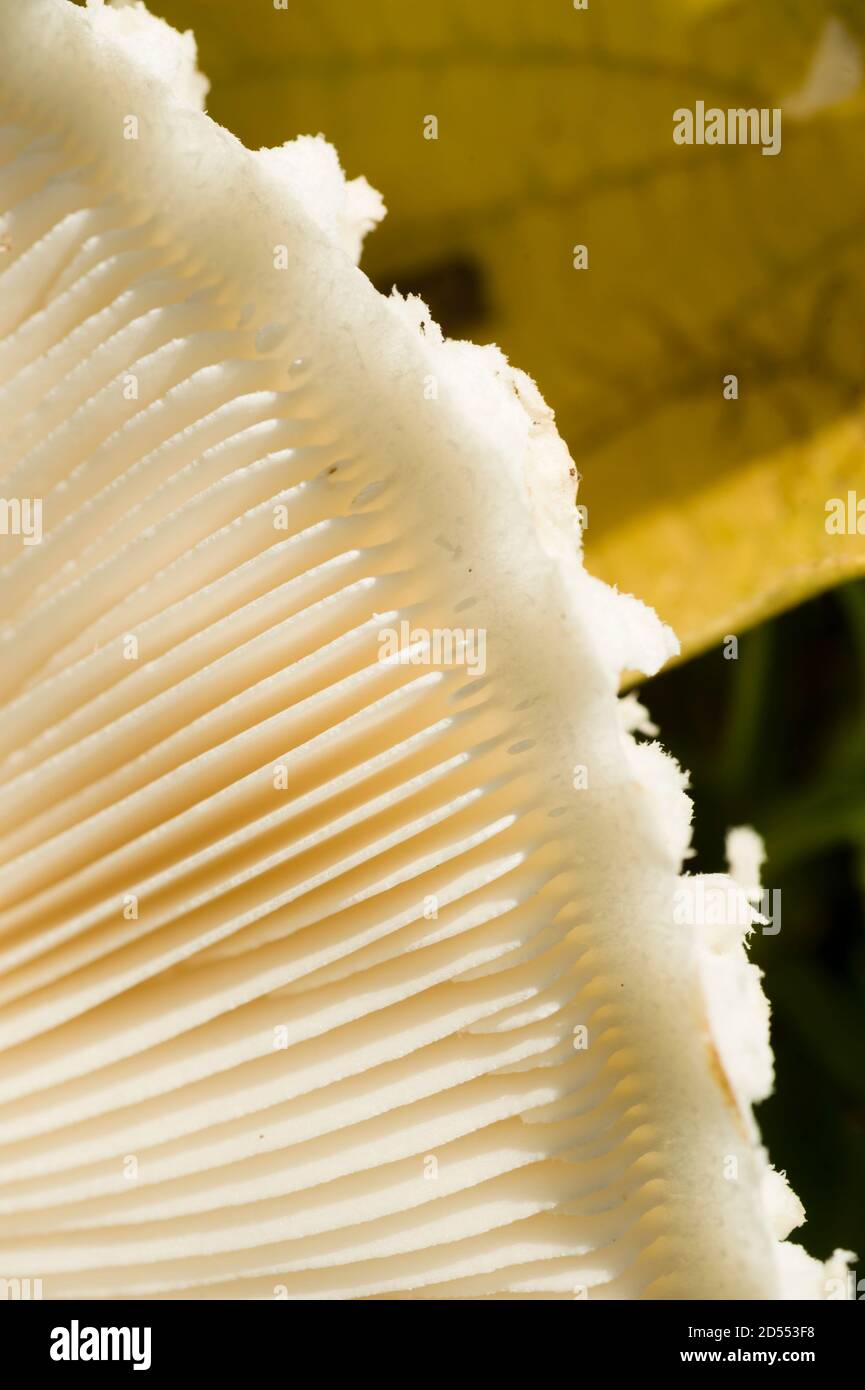 White lepidella mushroom, Amanita vittadinii, detail of gills Stock ...