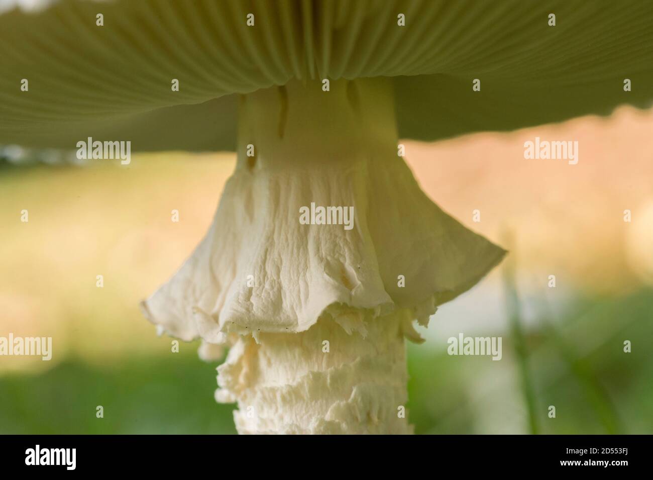White lepidella mushroom growing on green grass, Amanita vittadinii ...