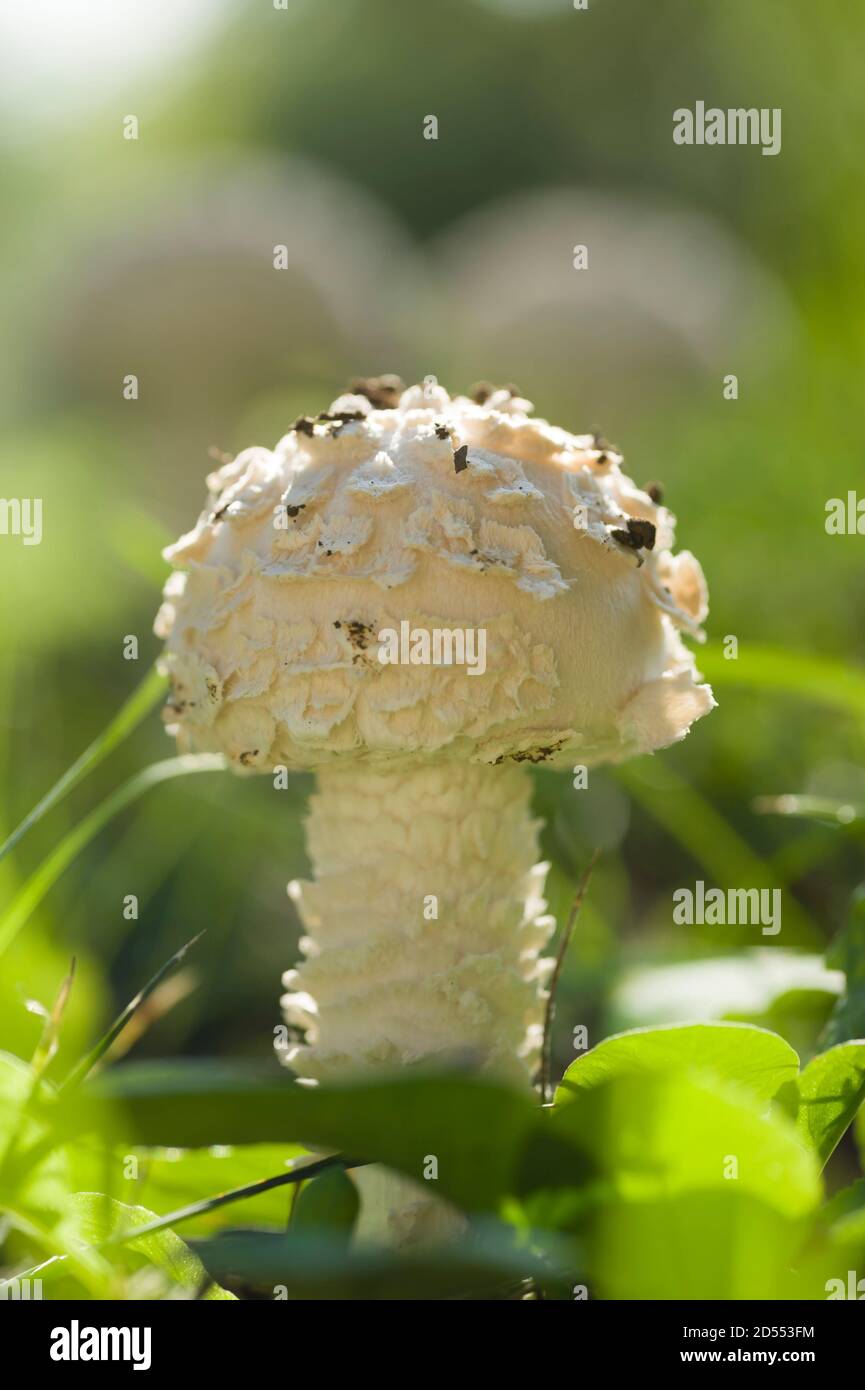 White lepidella mushroom growing on green grass, Amanita vittadinii ...