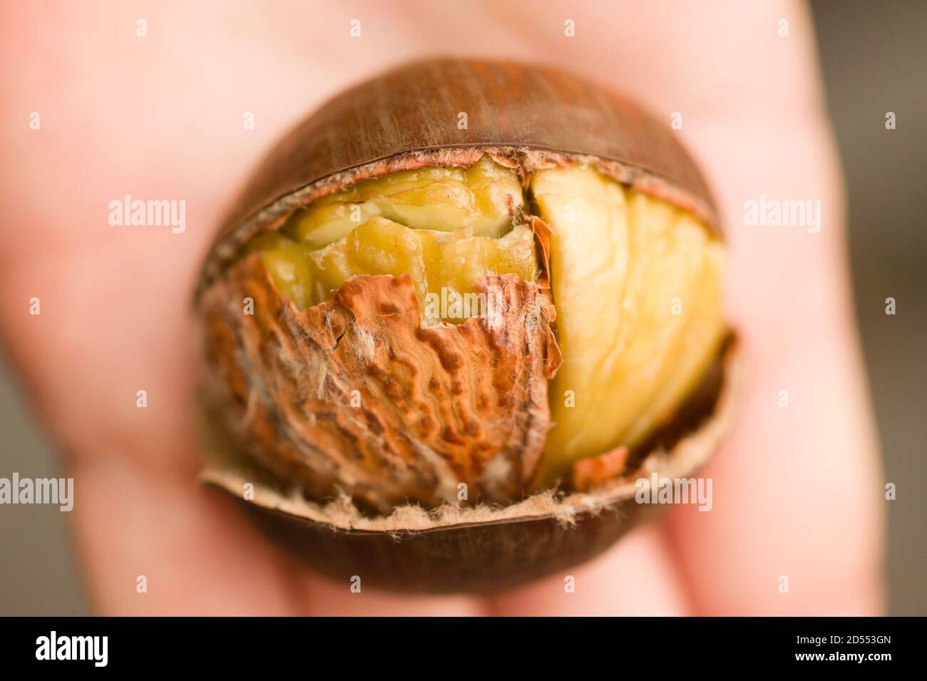 Roasted chestnut close up ready to eat Stock Photo - Alamy