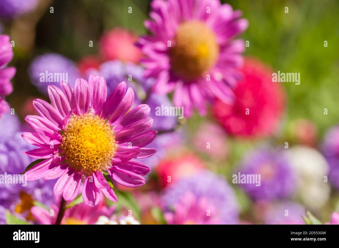 Colorful garden flowers under the Summer sun Stock Photo - Alamy