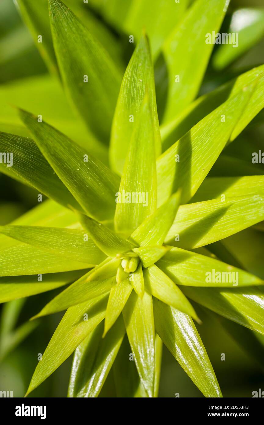Detail of the tip of the branch of Araucaria bidwillii tree Stock Photo ...