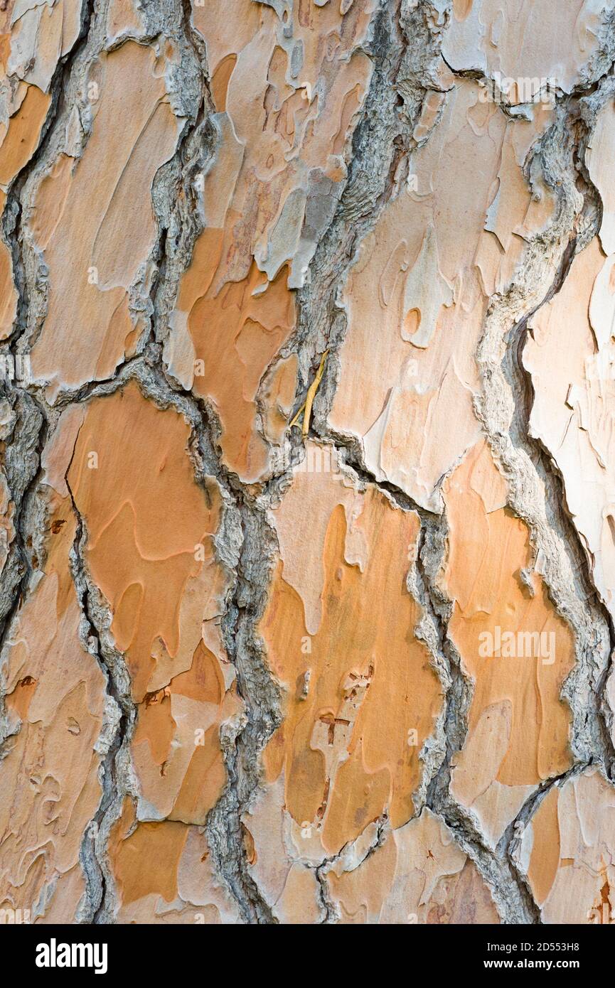 Detail of bark of Mediterranean pine trunk, Pinus pinea Stock Photo - Alamy