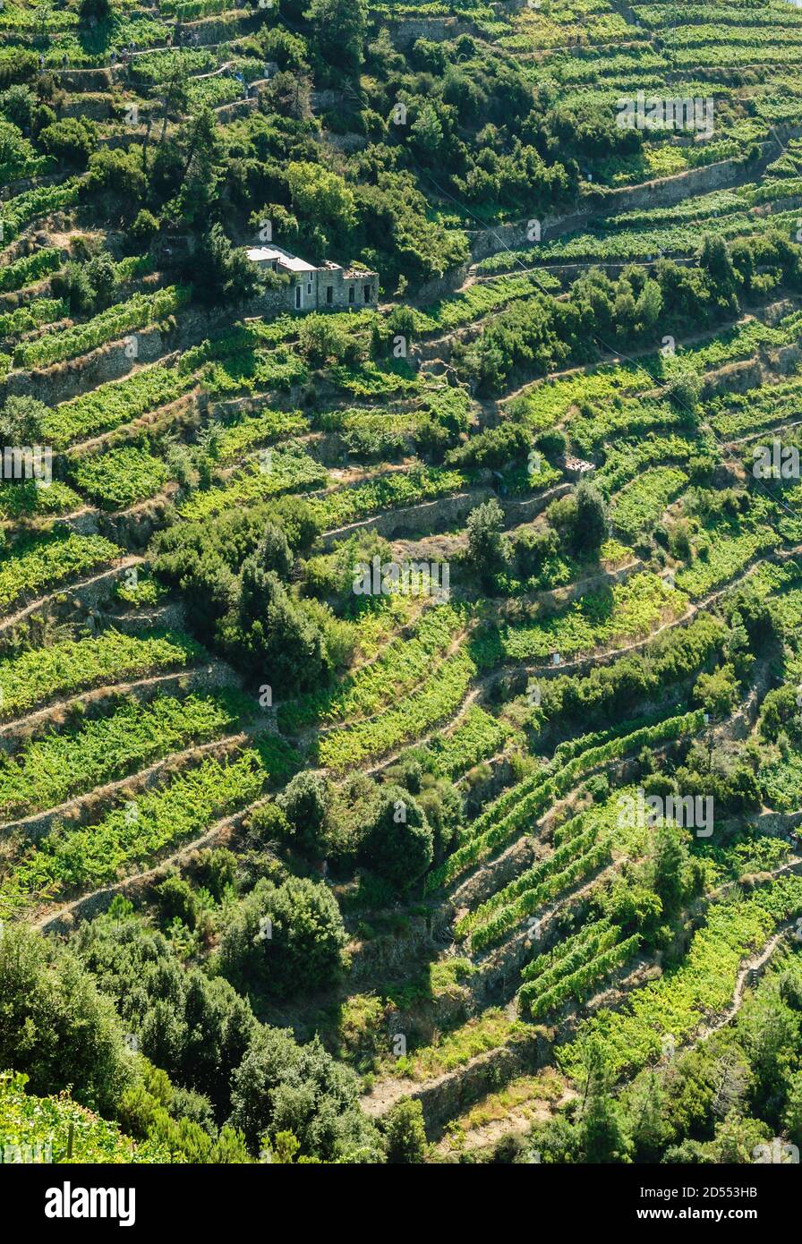 Vineyard cultivation on terraces on hillside with rural house Stock ...