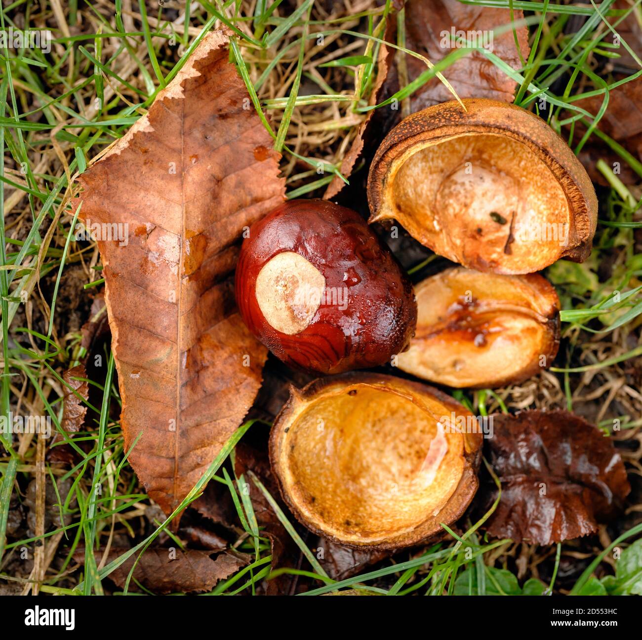 Horse chestnut seed hi-res stock photography and images - Alamy