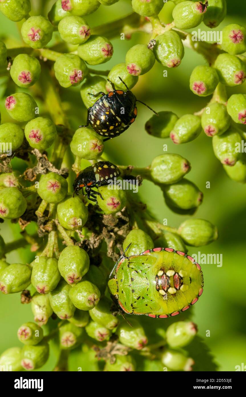 Young and adult shield bugs, Pentatomoidea, stink bugs on green berries ...