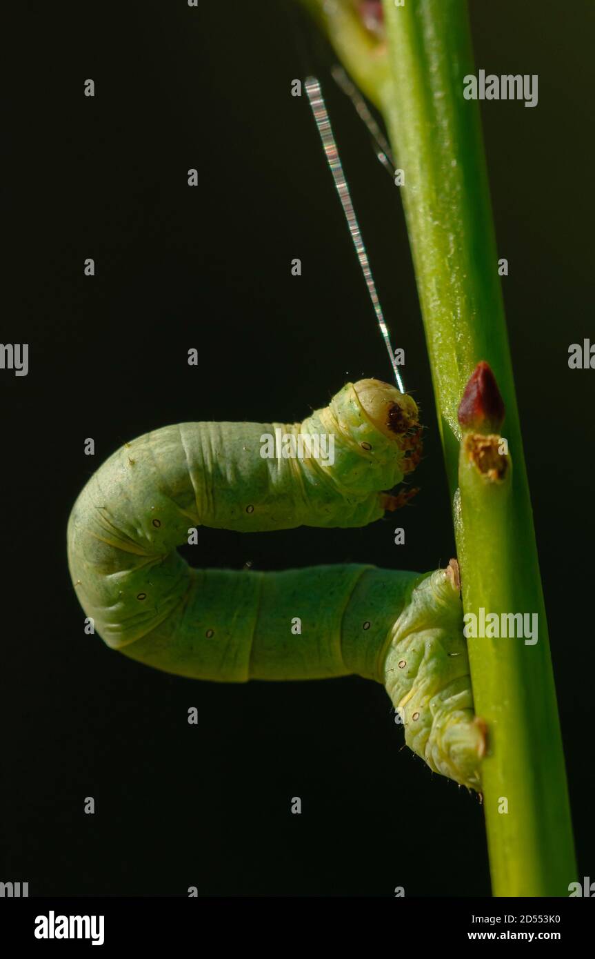 Green Geometridae caterpillar on plant stick Stock Photo - Alamy