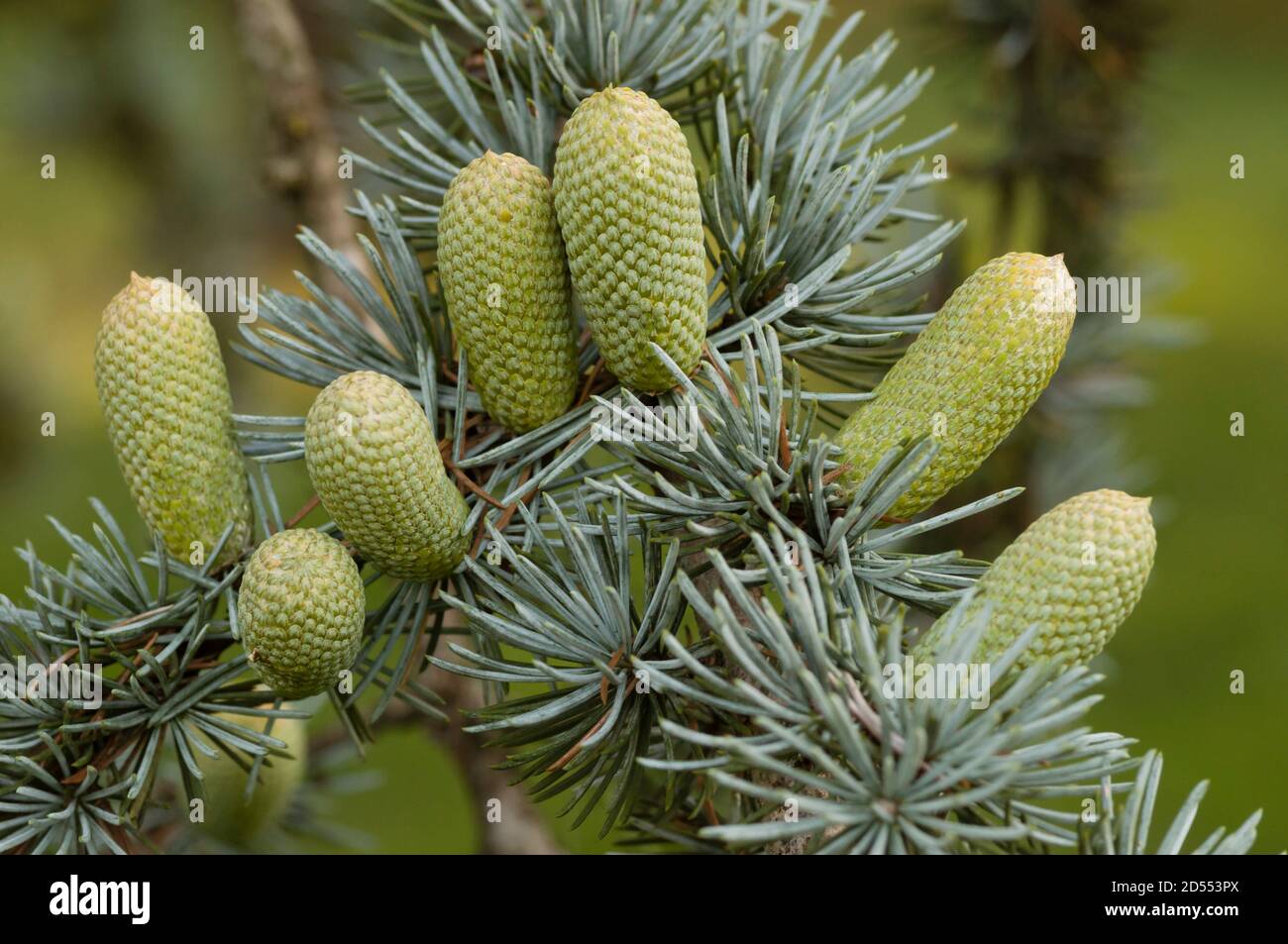 Pinecones of coniferous tree in Autumn Stock Photo - Alamy