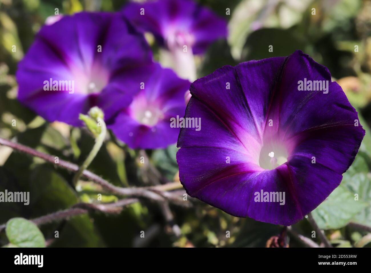 Morning Glory Flower. Beautiful wallpapers Stock Photo - Alamy