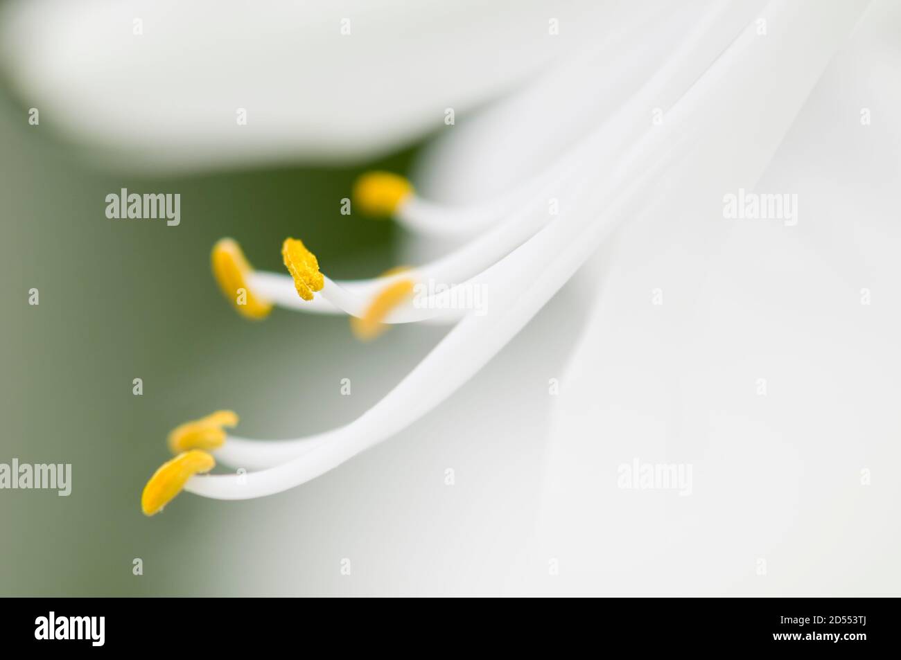 Detail of stamens and yellow pollen on ornamental Allium flower Stock ...