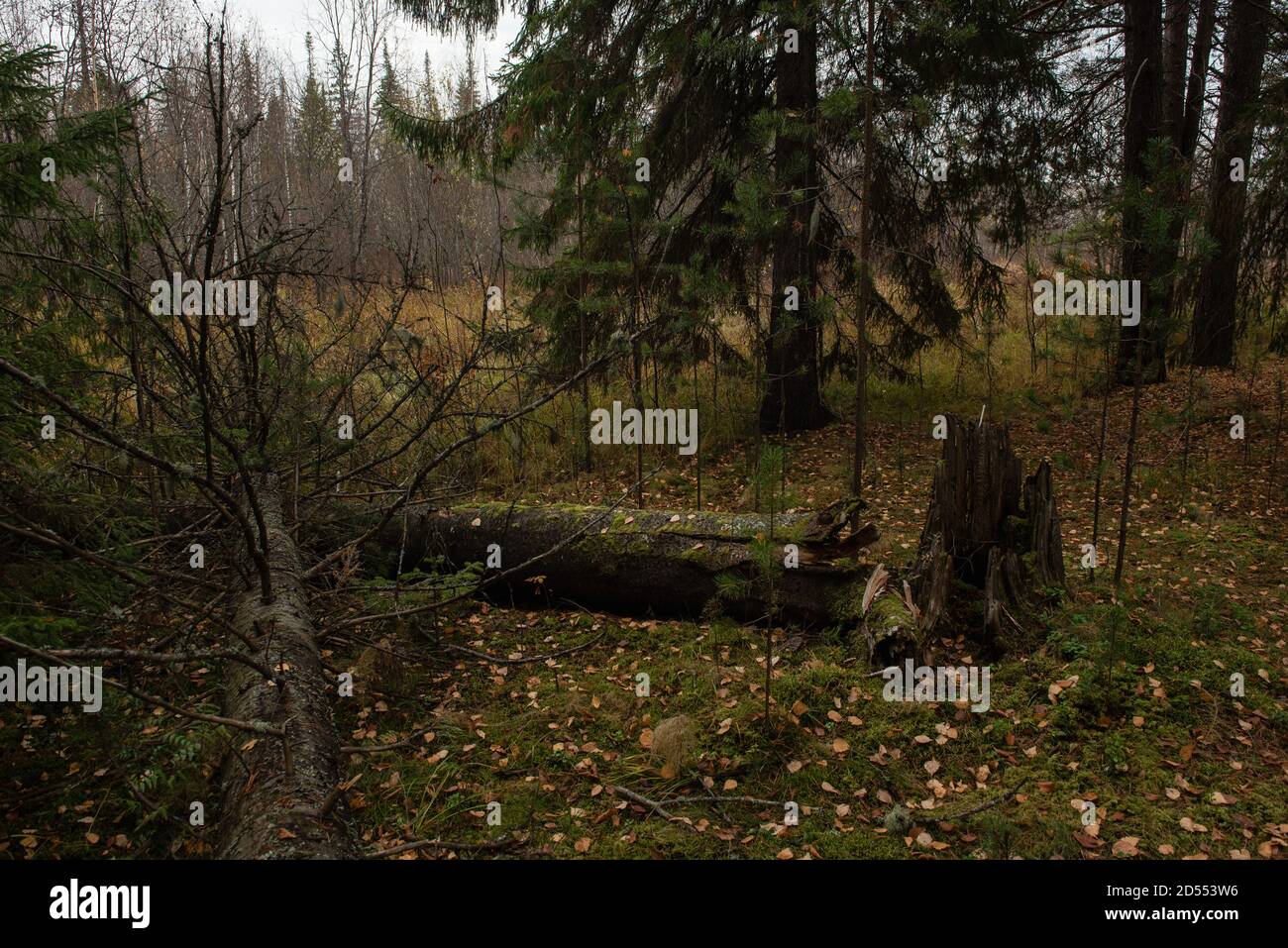 Windbreak tree hi-res stock photography and images - Alamy