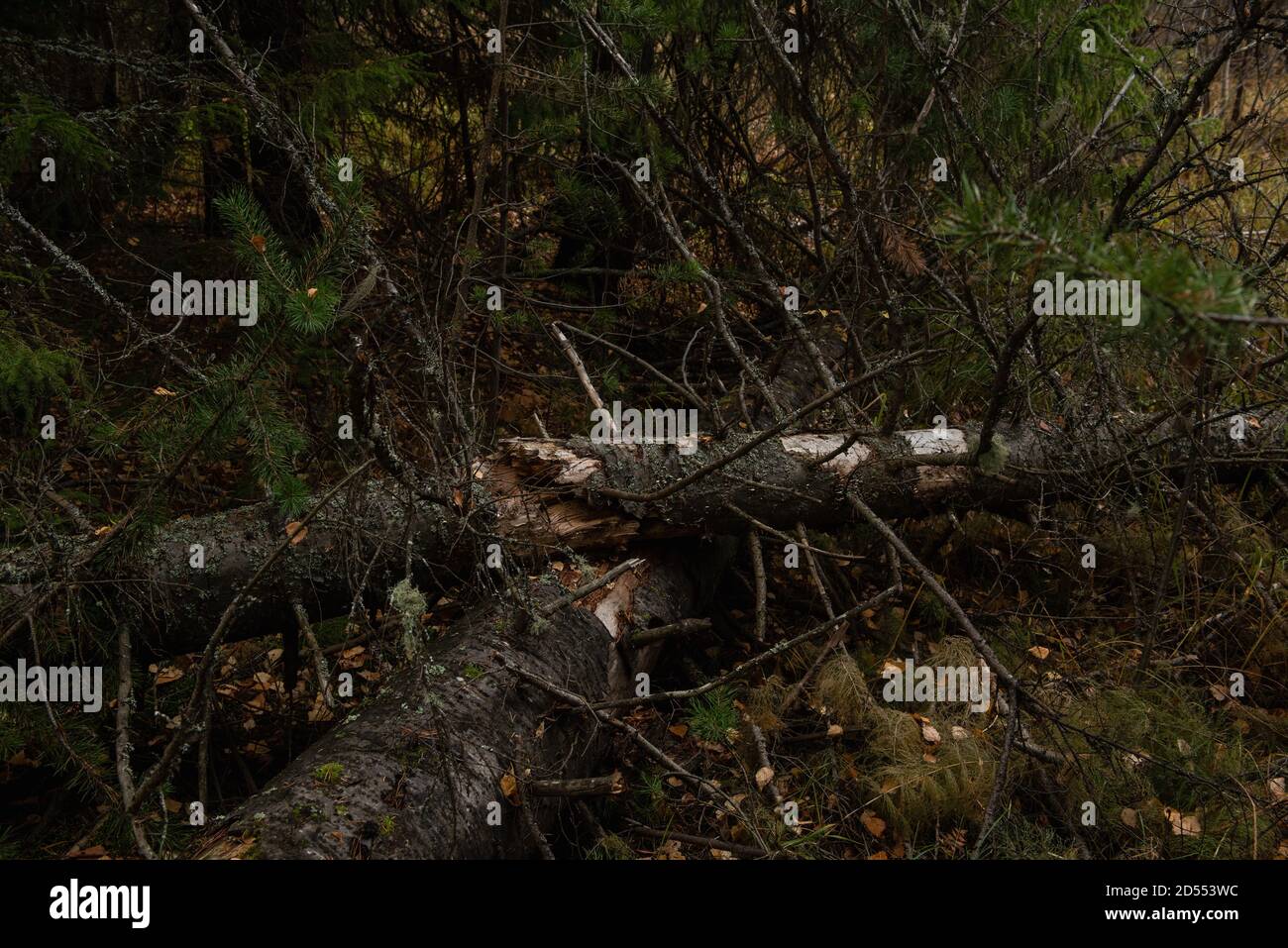 Broken rotten tree that fell as a result of a strong gust of wind Stock ...