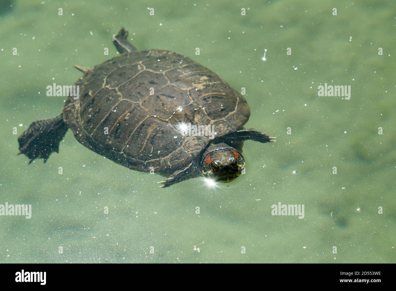 Freshwater turtle with red and yellow stripes in water and sun ...